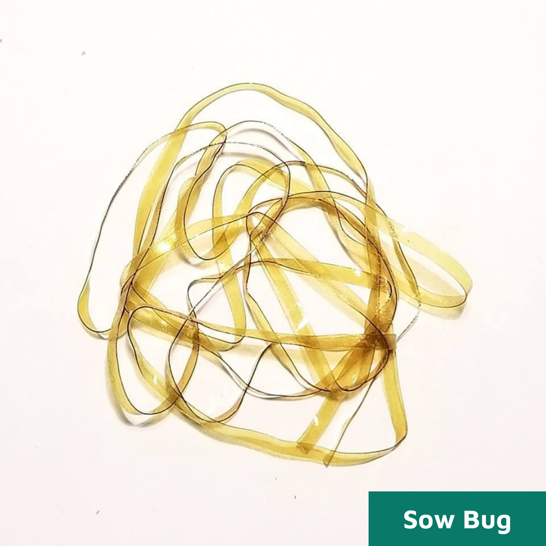 Straggle Leg Pregnant Scud - Fly Tying Tutorial – Togens Fly Shop